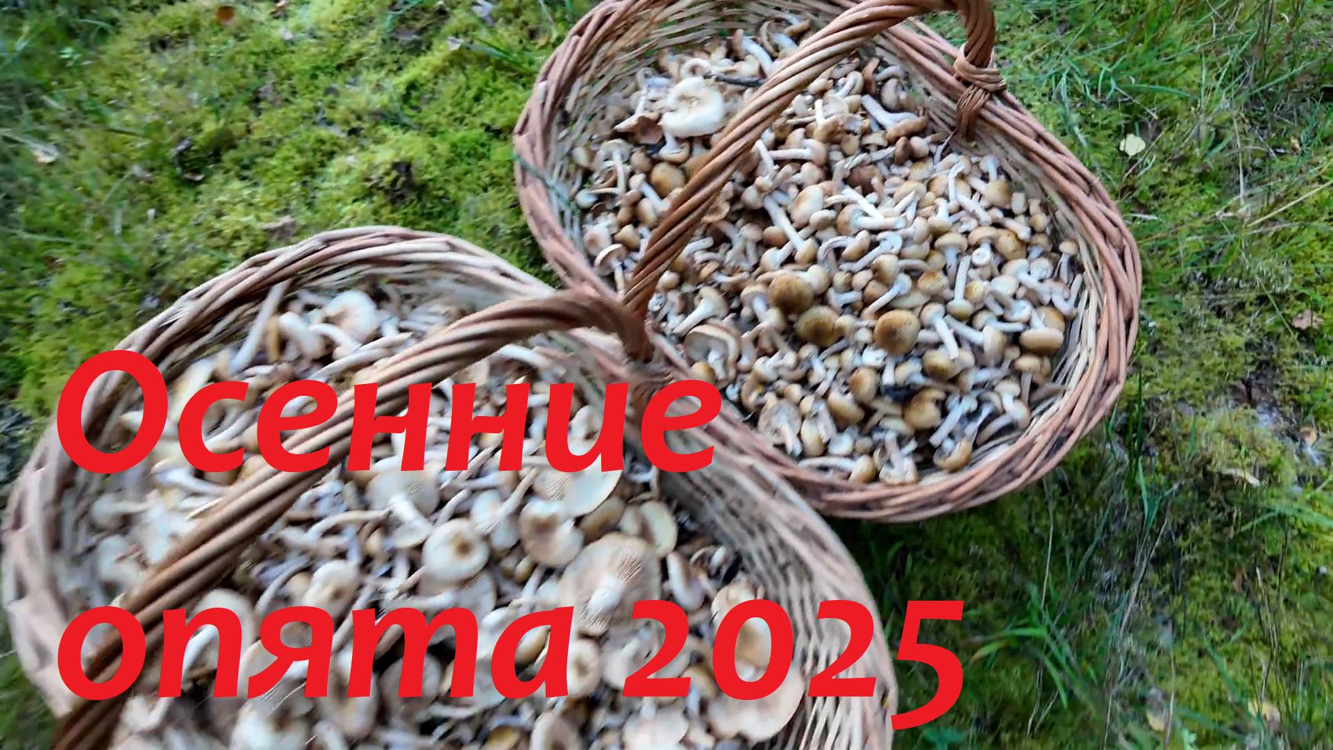 Осенние опята 2025. Поездка за грибами. Квадроцикл сломался. Вторая попытка. Застряли. Насобирали.