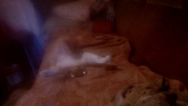 Котенок - балерун