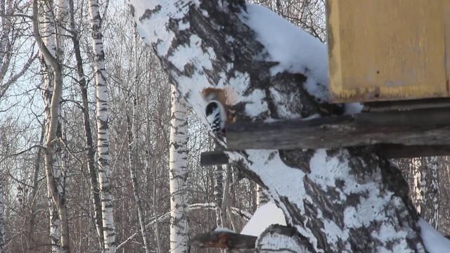 Пёстрый дятел (Тюмень)