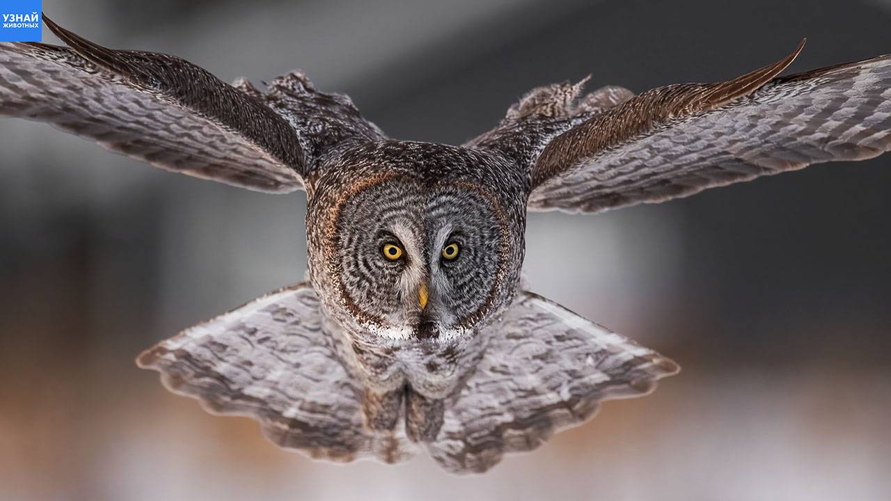 Большая серая сова: охотница ночи и призрак таёжных лесов