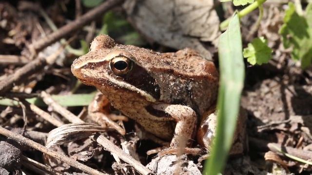 Травяная лягушка (Тюмень)
