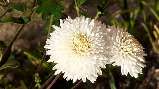 хризантема УМКА корейская махровая