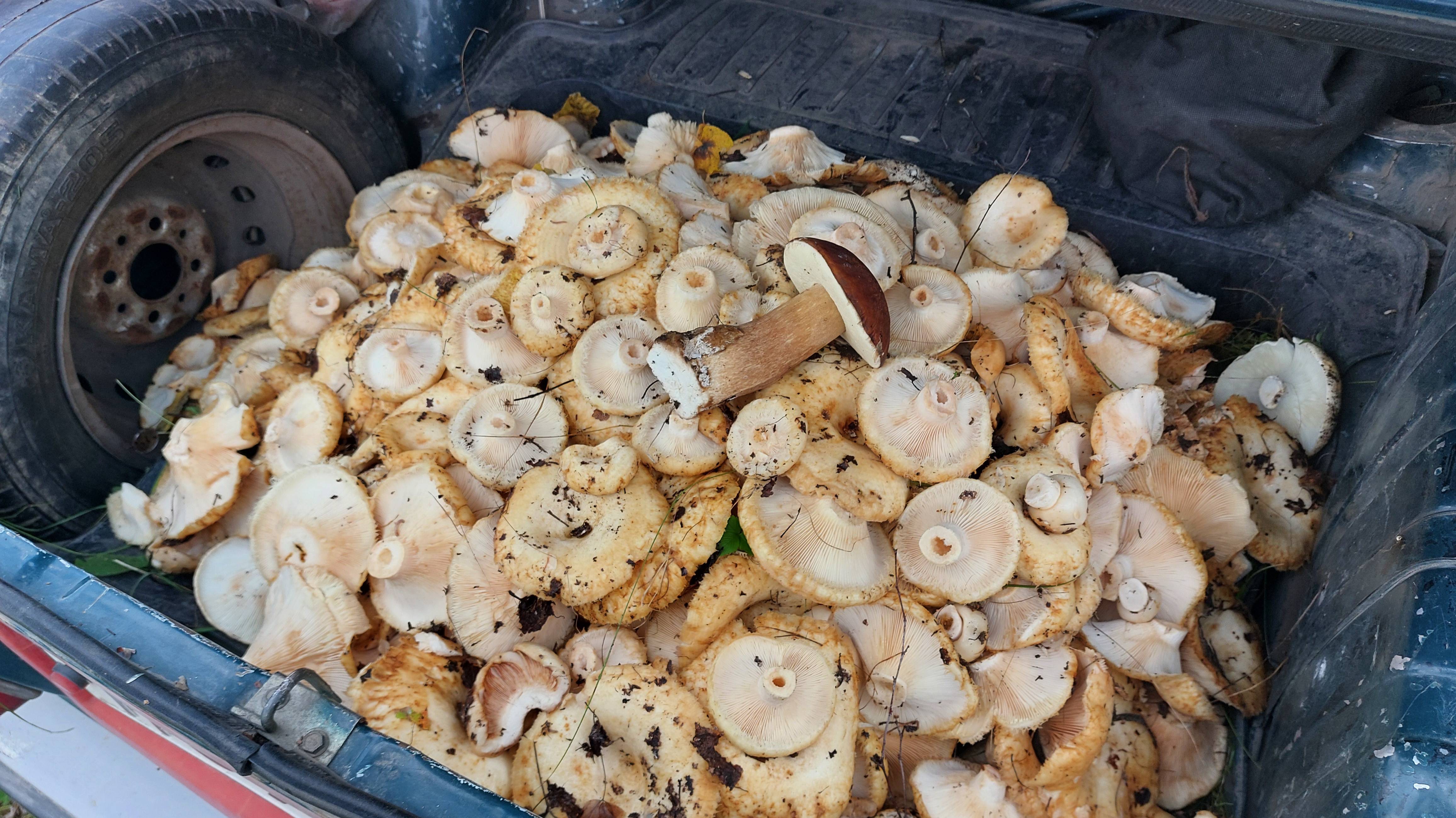 Море идеальных груздей!