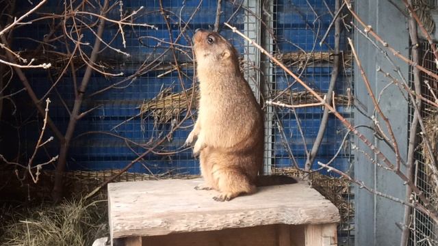 Пока самец волновался и переживал его дама все вкусненькое умяла. Сурки.