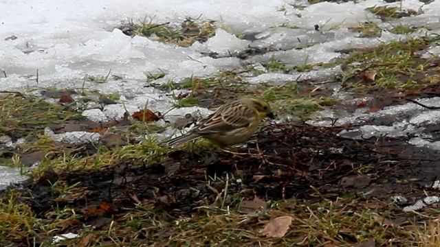 Птица Овсянка