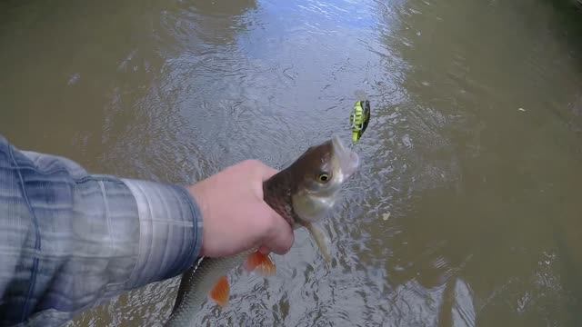 СПИННИНГ ОСЕНЬЮ!!! ЩУКА, ОКУНЬ, ГОЛАВЛЬ!!!