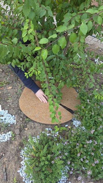 На зиму защищаем деревья приствольными кругами, кто делал какие отзывы?