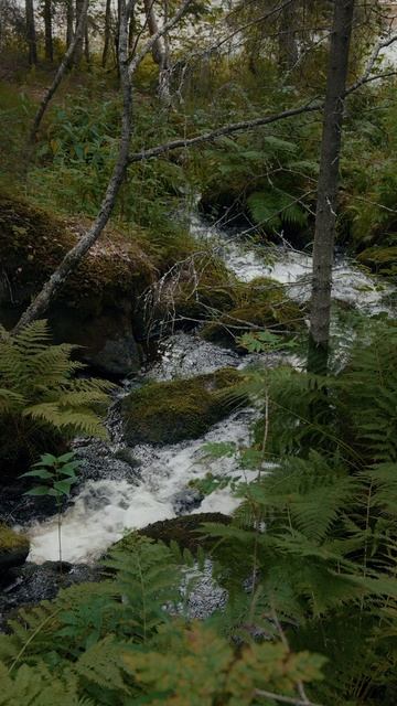 Северная природа Кандалакши/