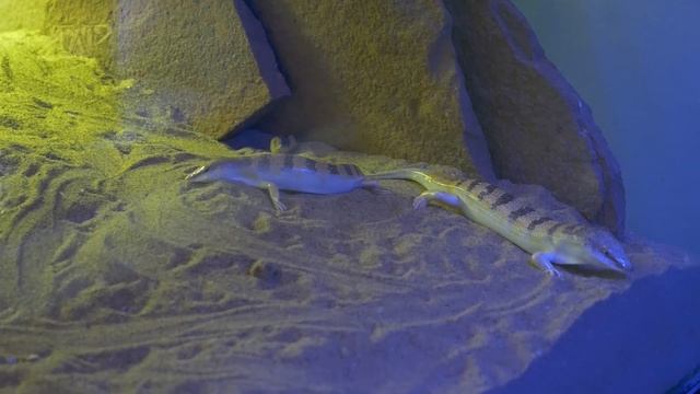 Поездка в Пятигорск подопечных благотворительного фонда