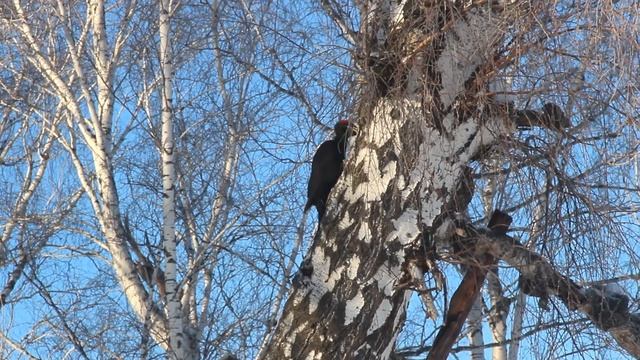 Чёрный дятел (Тюмень)