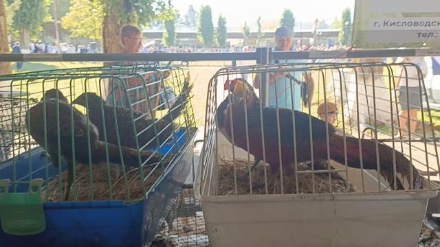 Птица 🐔 рыба Сельскохозяйственная выставка /продолжение