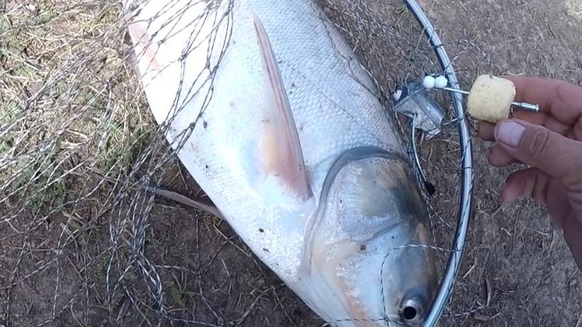 ловля толстолобика со дна на самодельный планктон