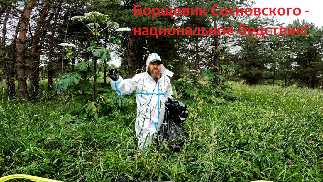 Борщевик Сосновского