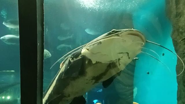 Москвариум ВДНХ . Центр океанографии и морской биологии. Самый большой океанариум в Европе