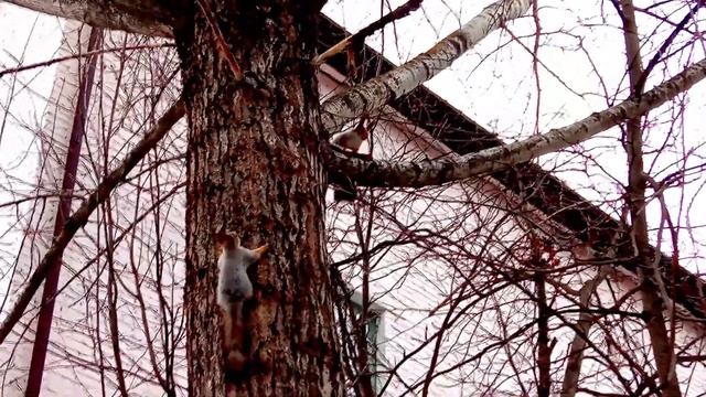 Тюменские Белки