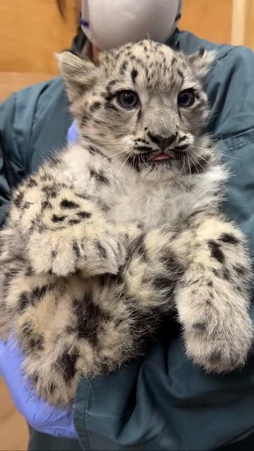 милейший котенок снежного барса