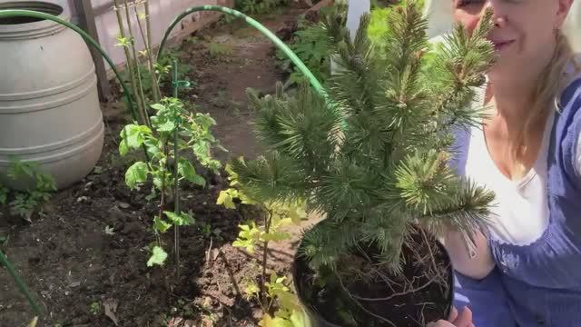 Посадка хвойных на дачном участке