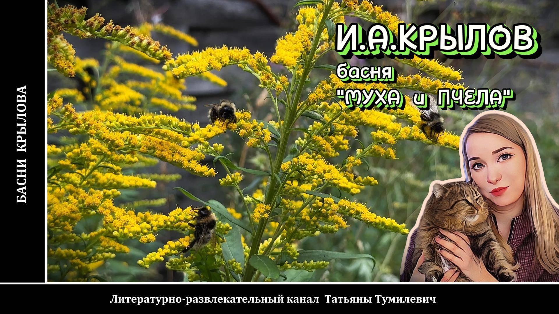 И.А.КРЫЛОВ басня "МУХА и ПЧЕЛА". Читает Таня Тумилевич. Аудио.