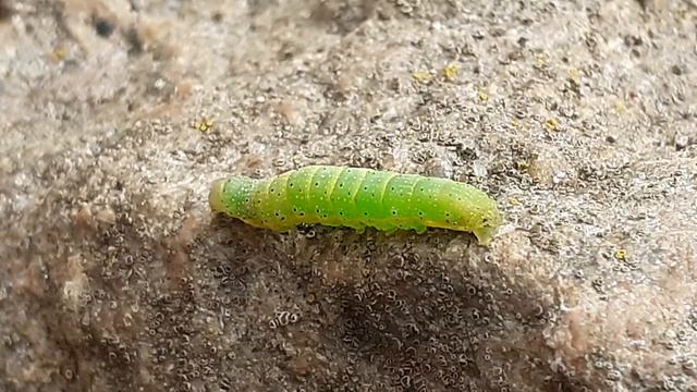 Гусеница совки огородной (Lacanobia oleracea)
