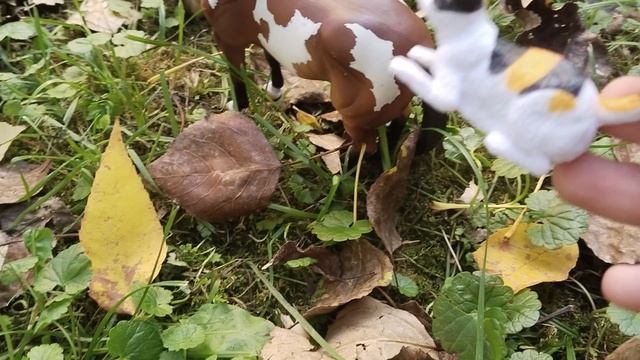 случай в леваде „кошка"🐴🐱