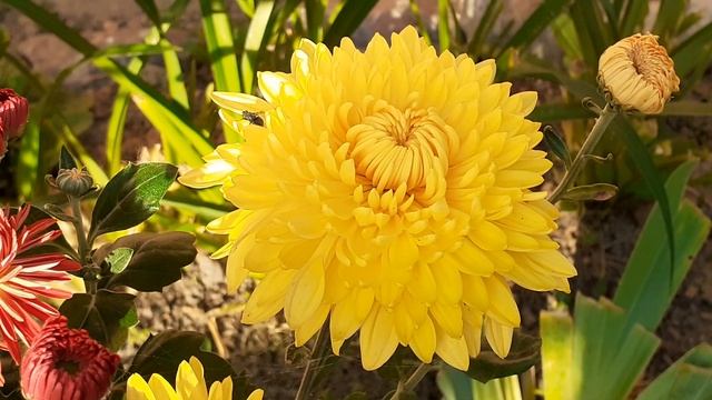 хризантема ОПАЛ махровая