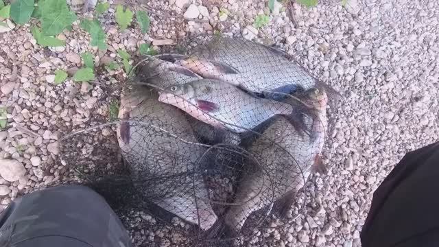 ЛОВЛЯ ЛЕЩА В АВГУСТЕ НА ФИДЕР. РЫБАЛКА НА РЕКЕ НА ФЛЭТ