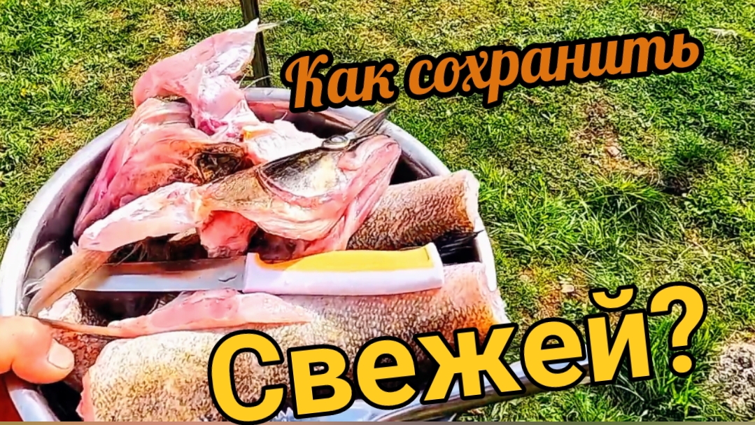 Как сохранить свежую рыбу? Вакуумный упаковщик!