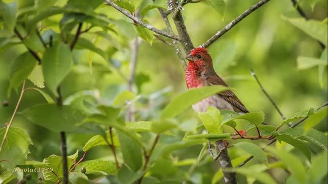Нежная музыка для души  с  пение птиц Успокаивает нервную систему