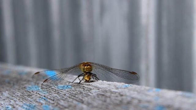 Стрекоза за обедом