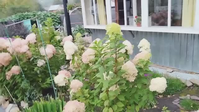 ДАЧНЫЙ ВЛОГ ПОСЛЕДНИЕ ЦВЕТЫ,ЕЖЕВИКА,ОСЕННИЕ РАБОТЫ