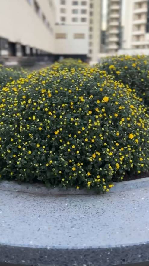 🍃 Осень — время хризантем в элитном ЖК «Вавилово»