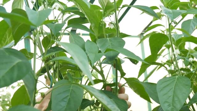 ЗОЛОТОЙ КЛЮЧИК К ХОРОШЕМУ УРОЖАЮ