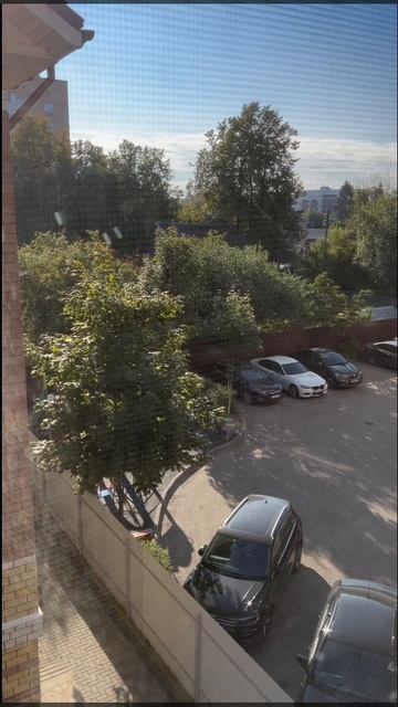 Петух натуральный будильник.