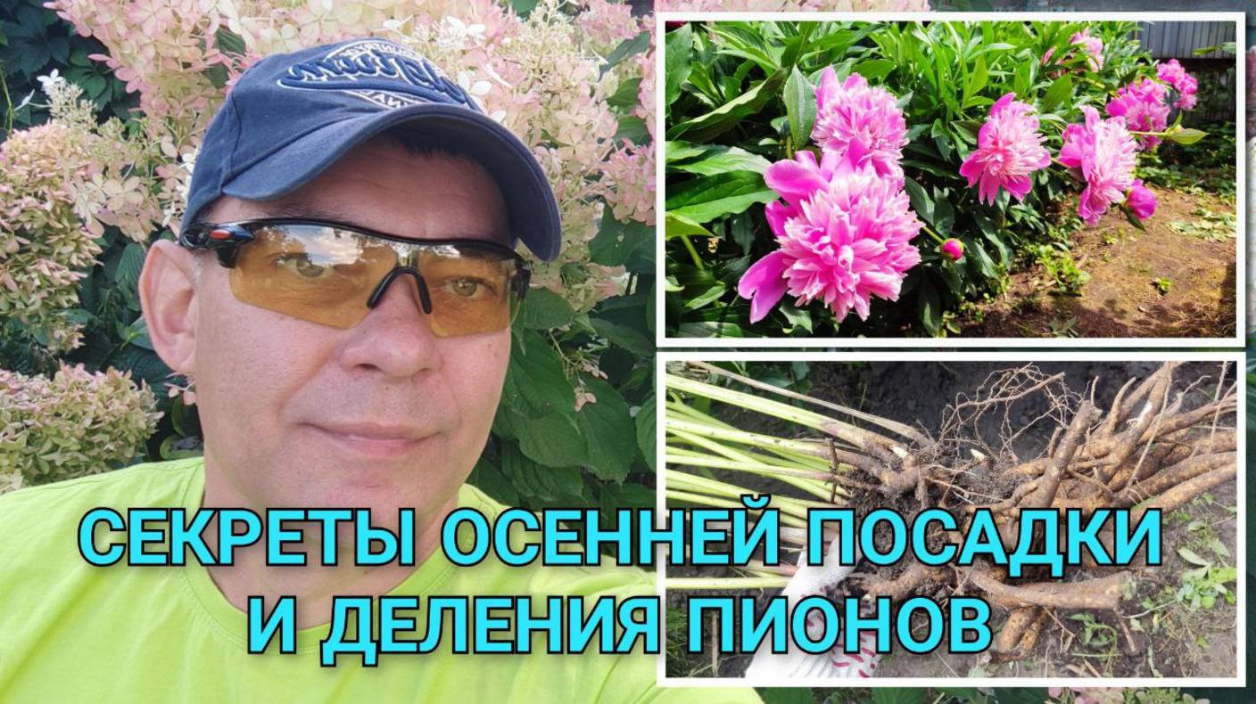 Не пересаживай пионы осенью, пока не посмотришь это видео! Как правильно пересадить и пионы 🌸