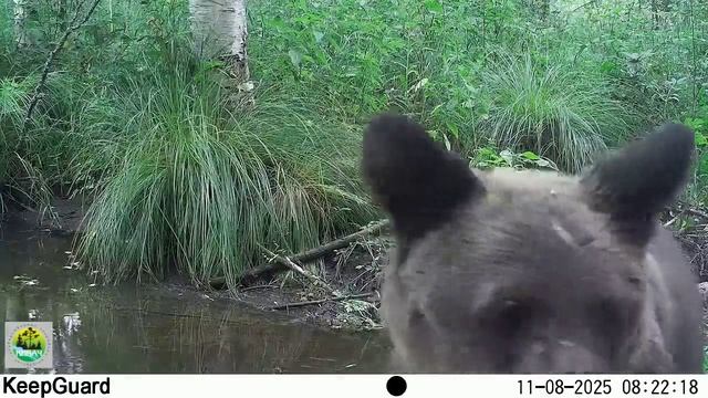 Медведь в заповеднике "Кивач". 11.08.2025