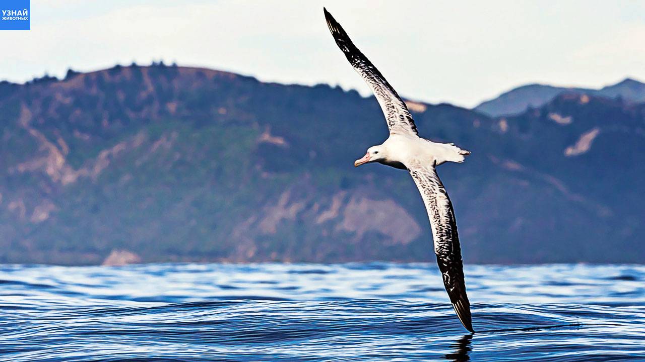 Альбатросы помогают бороться с браконьерами в океане