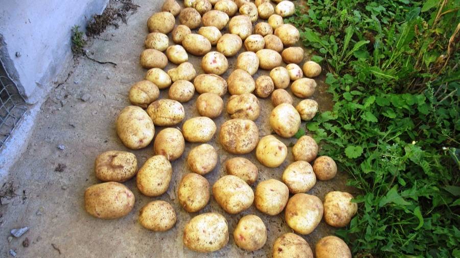 Можно ли мыть картошку после выкопки и обзор урожая 2025 г