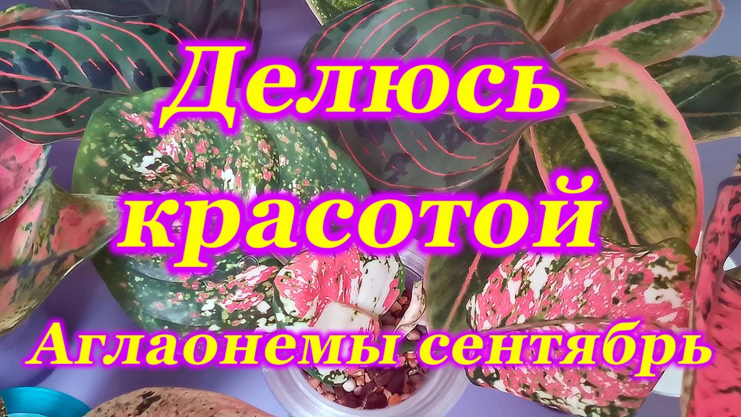 Делюсь красотой.Излишки аглаонем сентябрь 25