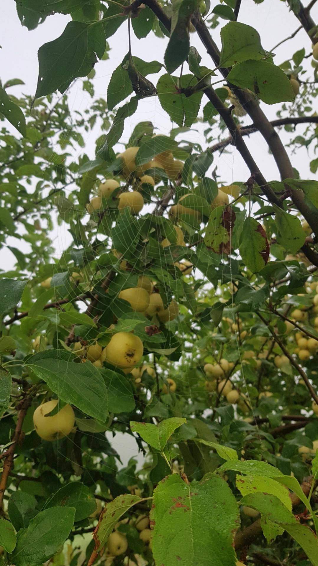 Яблочная "охота"