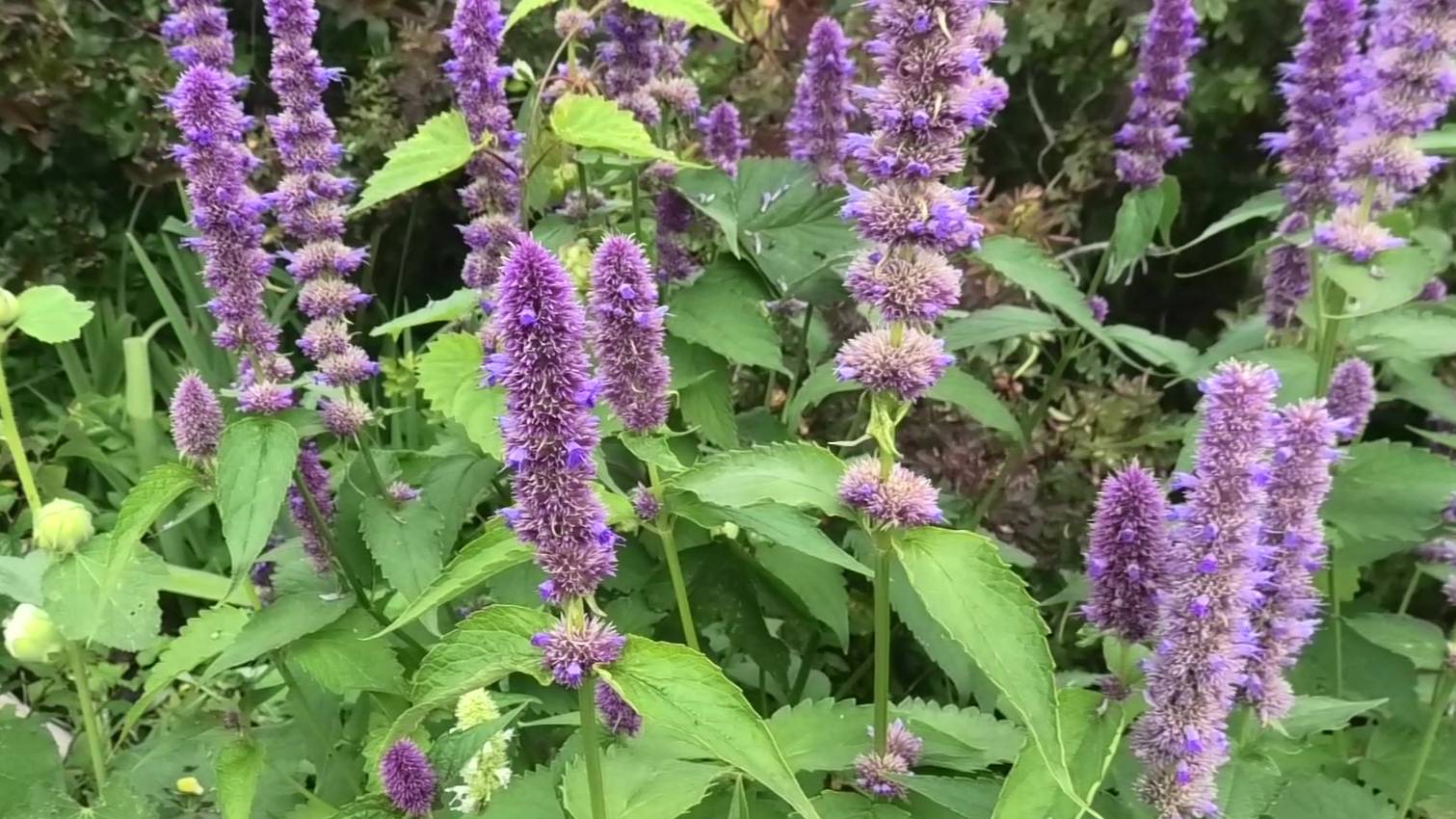 27-30 08 25г о паутинном клеще и агастахе