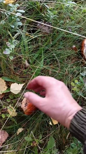 За грибами 🌲