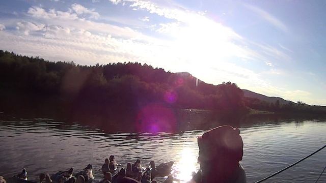 2025_08_17_2669_2673_Юрюзань_мосты_гуси_лошади