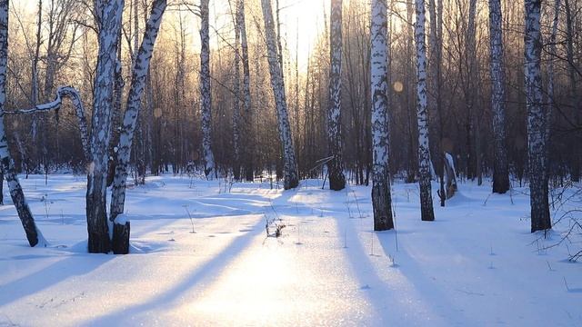 Зимняя сказка. Ледяные прозрачные хлопья падают с деревьев и светятся на солнце.
