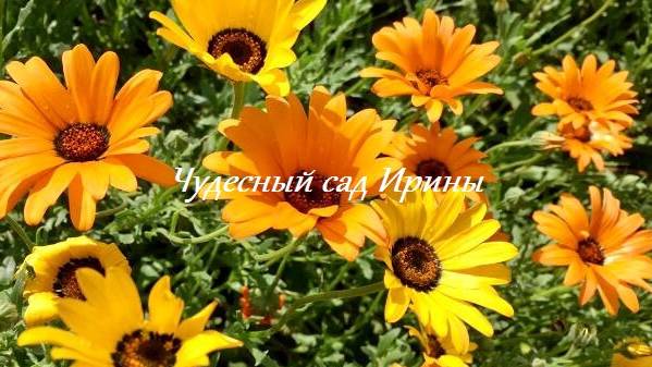 Чудесный сад Ирины. Диморфотека