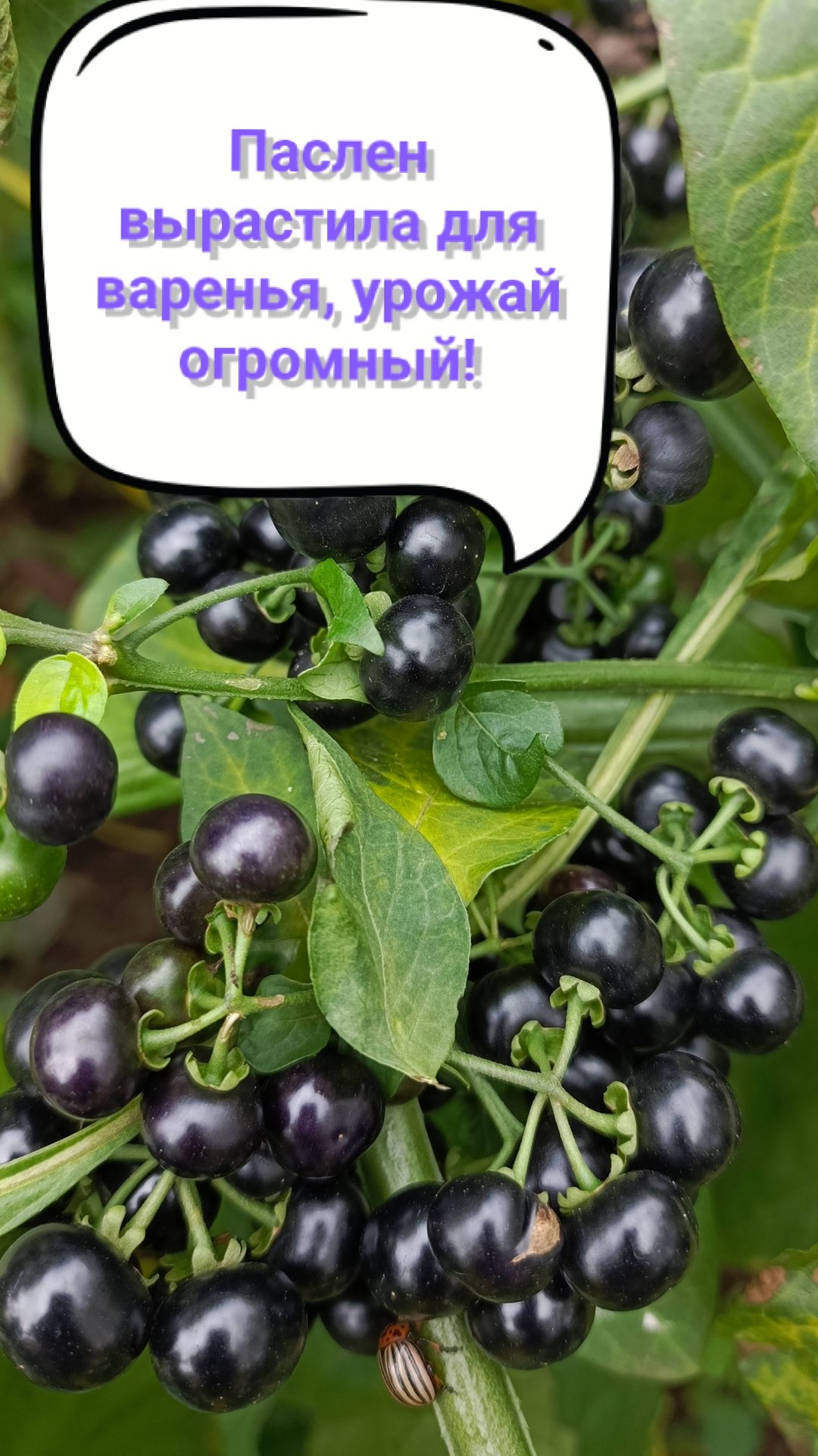 Паслёновое варенье - невиданный деликатес, доступный не всем!