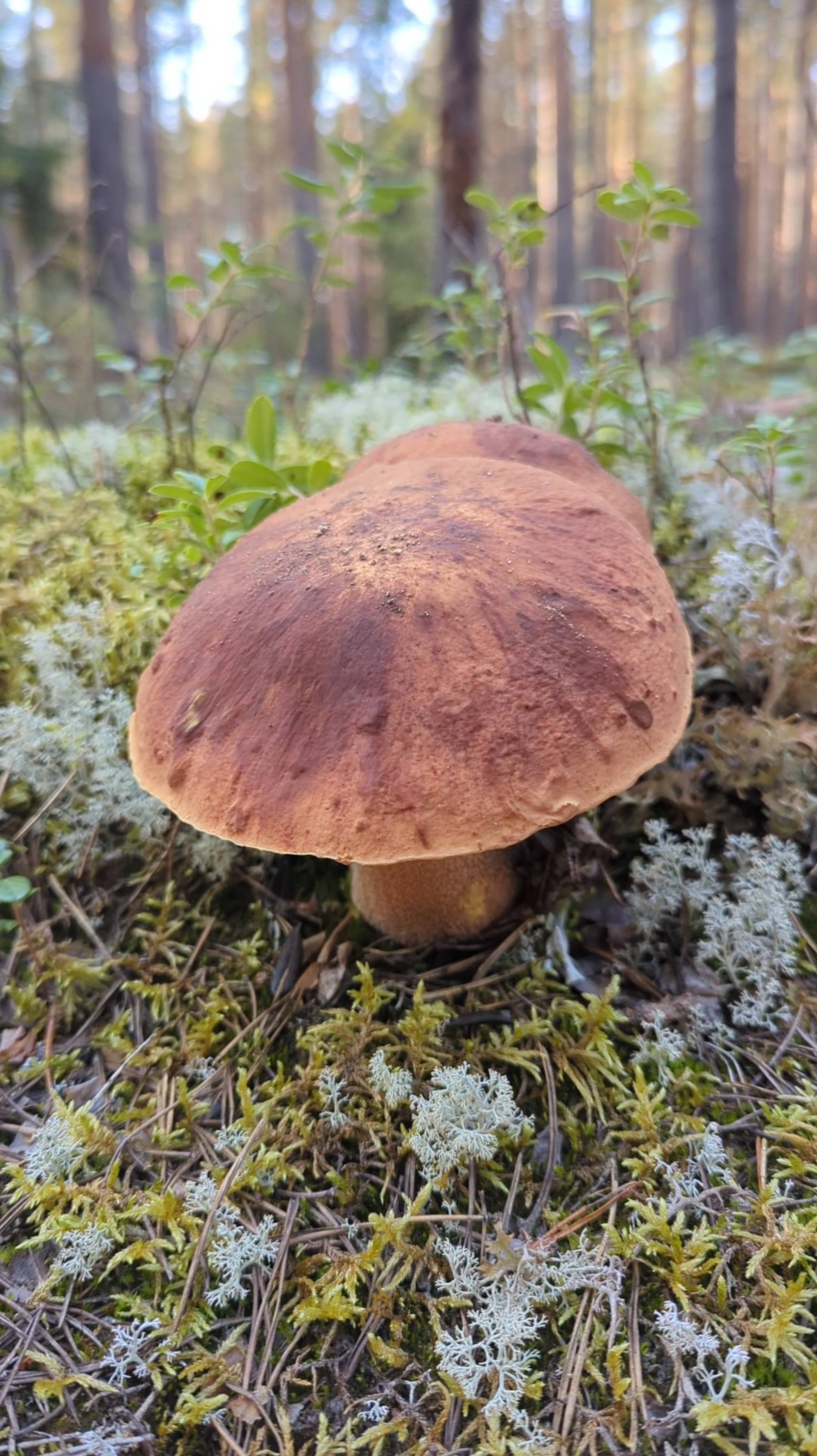 Боровики, Лодейнопольский район ЛО