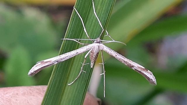 Пальцекрылка однопалая, или Пальцекрылка красно-бурая (Emmelina monodactyla)