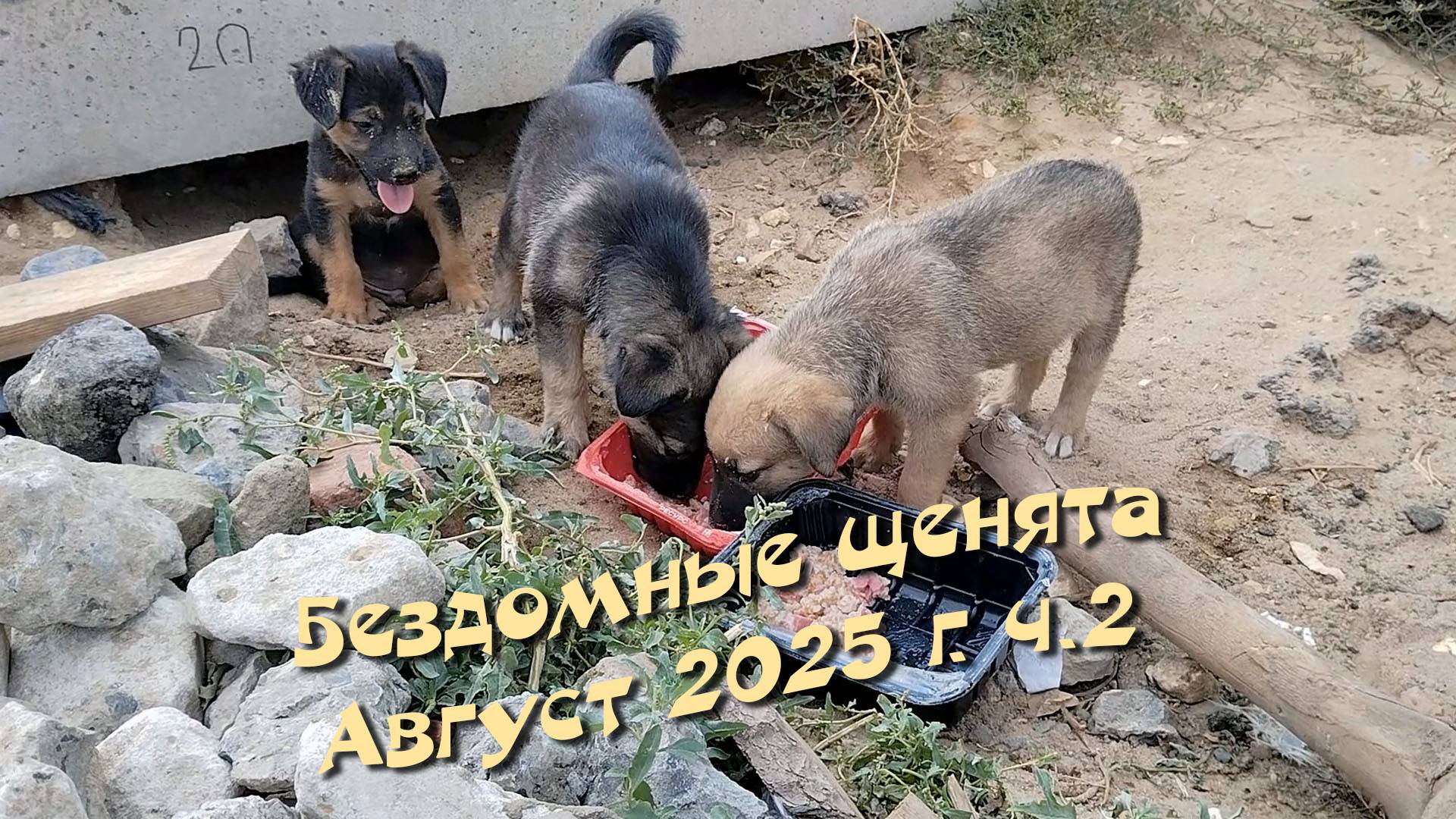 Бездомные щенята. Август 2025 г. ч.2