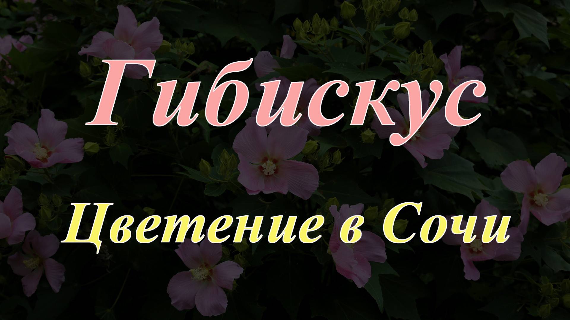 Цветение в Сочи. Гибискус