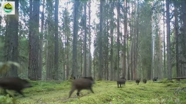 Кабаны в заповеднике "Кивач". 04.09.2025.